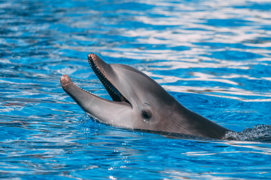 "Dolphin Face" Images – Browse 16 Stock Photos, Vectors, and Video ...