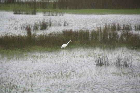 Garsa Images – Browse 43 Stock Photos, Vectors, and Video | Adobe Stock