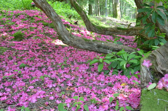 「Rododendri」の画像 - 359 件の Stock 写真、ベクターおよびビデオ | Adobe Stock