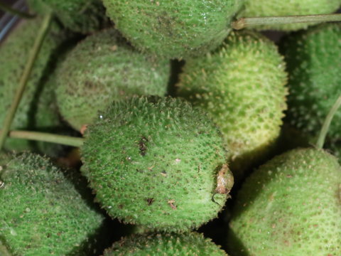 รูปภาพKakoda – เลือกดูภาพถ่ายสต็อก เวกเตอร์ และวิดีโอ229 | Adobe Stock