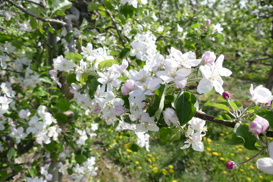 Kische Bilder – Durchsuchen 343 Archivfotos, Vektorgrafiken und Videos ...