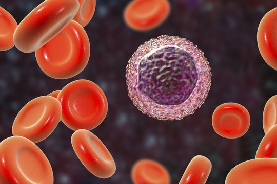 รูปภาพAgranulocytes – เลือกดูภาพถ่ายสต็อก เวกเตอร์ และวิดีโอ203 | Adobe ...