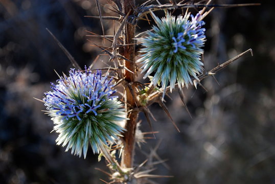 รูปภาพDorn – เลือกดูภาพถ่ายสต็อก เวกเตอร์ และวิดีโอ18,147 | Adobe Stock
