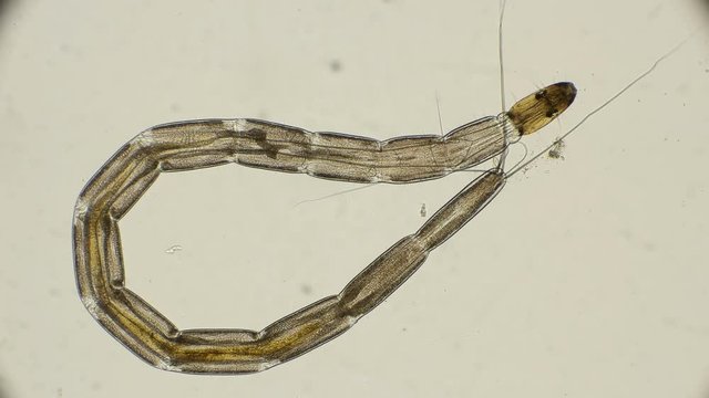 Ceratopogonidae Larvae
