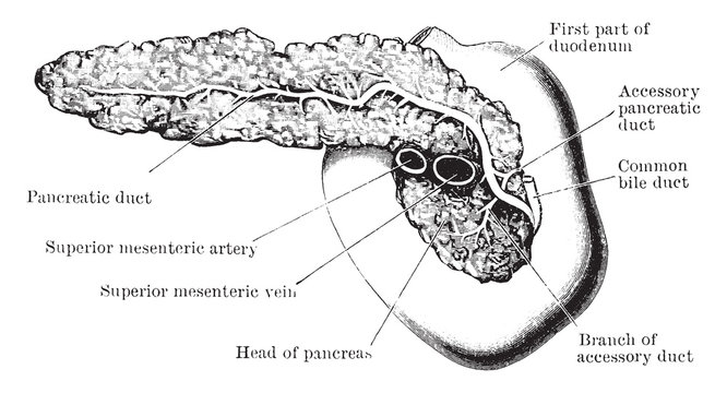Fotos, lizenzfreie Bilder, Grafiken, Vektoren und Videos von Duodenum ...