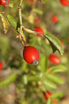 Cynorhodon Bilder – Durchsuchen 124 Archivfotos, Vektorgrafiken und ...