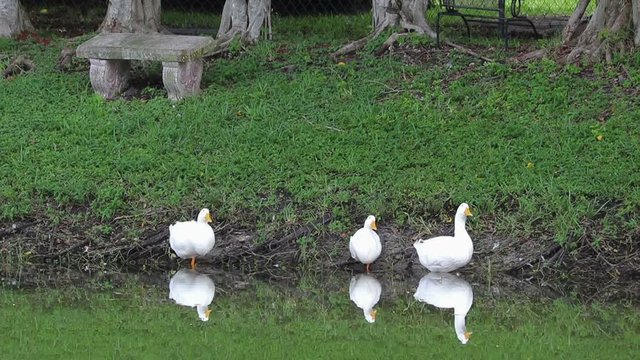 Aflac Images – Browse 62 Stock Photos, Vectors, and Video | Adobe Stock