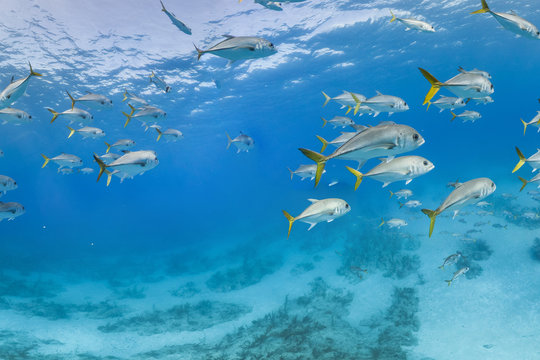 Free Fish Images – Browse 12,518 Free Stock Photos, Vectors, and Video ...