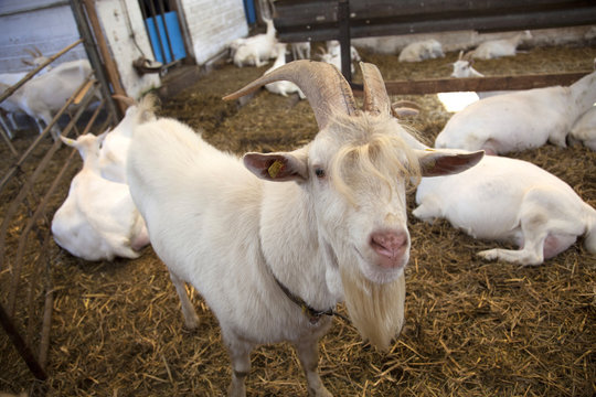 รูปภาพCapre – เลือกดูภาพถ่ายสต็อก เวกเตอร์ และวิดีโอ1,223 | Adobe Stock