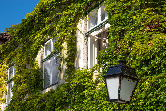 Efeu bilder – Bläddra bland 17,771 stockfoton, vektorer och videor ...