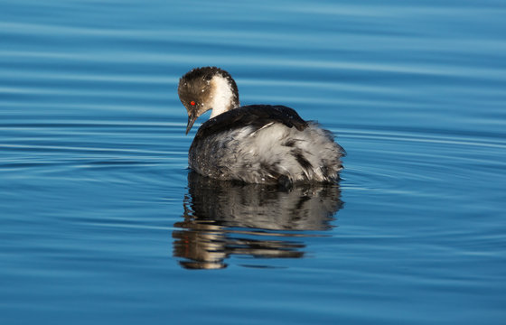 รูปภาพBuceador – เลือกดูภาพถ่ายสต็อก เวกเตอร์ และวิดีโอ487 | Adobe Stock