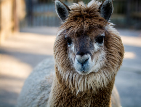 Spasß Bilder – Durchsuchen 5 Archivfotos, Vektorgrafiken und Videos ...