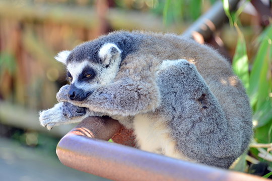 Lemure Images – Browse 5,321 Stock Photos, Vectors, and Video | Adobe Stock