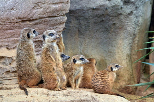 Suricati bilder – Bläddra bland 73 stockfoton, vektorer och videor ...