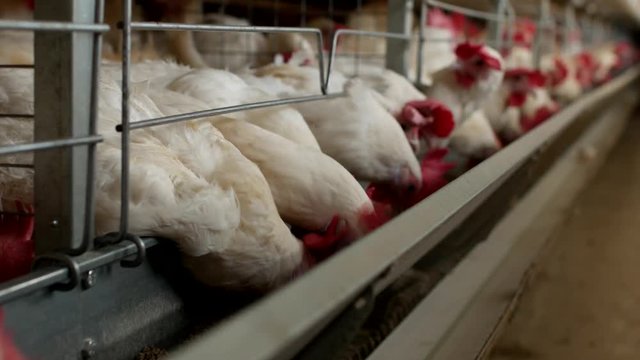 "Poultry Farm" Billeder – Gennemse 43,076 stockfotos, vektorer og ...