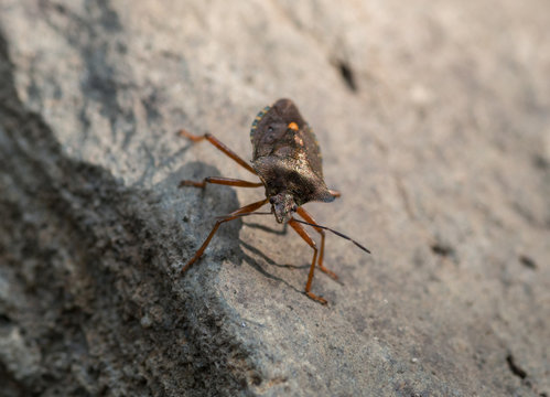 รูปภาพRufipes – เลือกดูภาพถ่ายสต็อก เวกเตอร์ และวิดีโอ578 | Adobe Stock