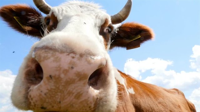 Funny Cow Images – Browse 187,756 Stock Photos, Vectors, and Video ...