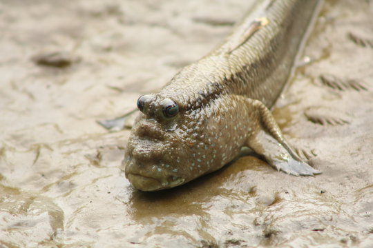 Imágenes de "Walking Fish": descubre bancos de fotos, ilustraciones ...