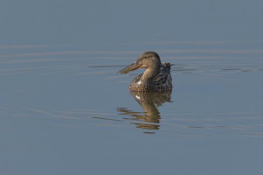 Skeand bilder – Bläddra bland 14 stockfoton, vektorer och videor ...