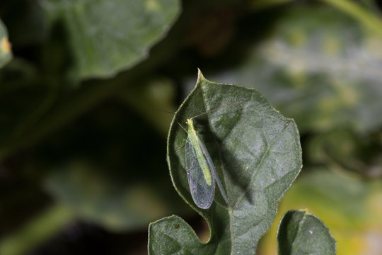 Ipm Bilder – Durchsuchen 238 Archivfotos, Vektorgrafiken und Videos | Adobe Stock