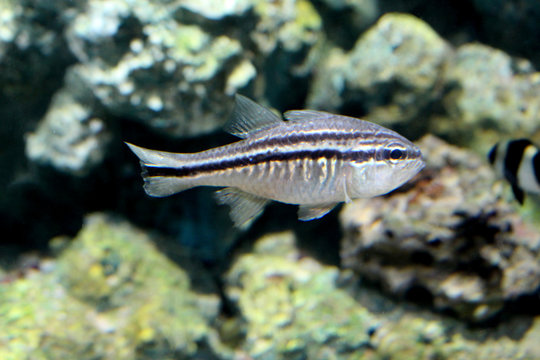 Plasalid Images – Browse 25 Stock Photos, Vectors, and Video | Adobe Stock