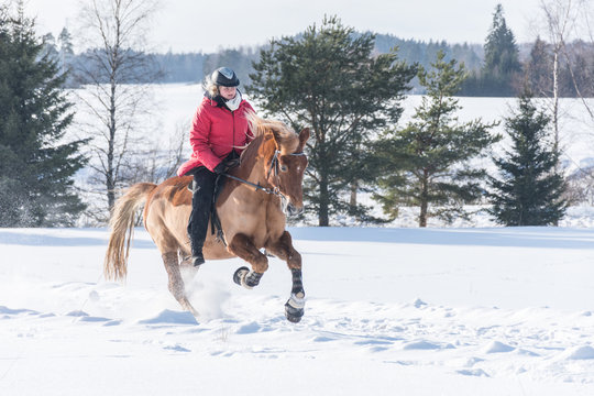 รูปภาพFinnhorse – เลือกดูภาพถ่ายสต็อก เวกเตอร์ และวิดีโอ107 | Adobe Stock