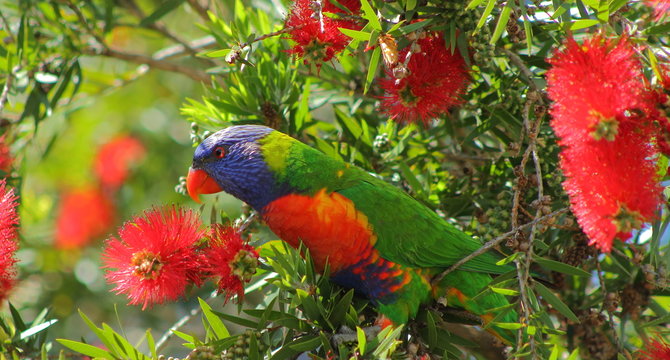 Nectarivore Bilder – Durchsuchen 227 Archivfotos, Vektorgrafiken und ...