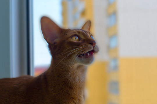 Ruddy Vs Red Abyssinian