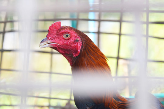 Palong Images – Browse 30 Stock Photos, Vectors, and Video | Adobe Stock