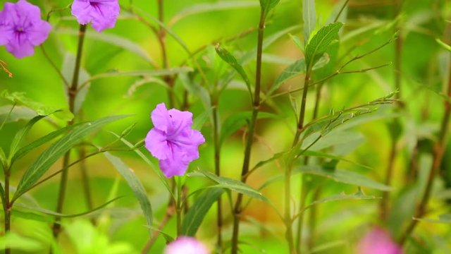 "Snapdragon Root" Images – Browse 84 Stock Photos, Vectors, and Video ...