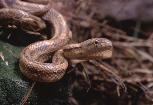 "Chicken Snake" Bilder – Durchsuchen 322 Archivfotos, Vektorgrafiken ...