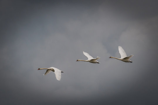 Swans Flying Images – Browse 168,391 Stock Photos, Vectors, and Video ...