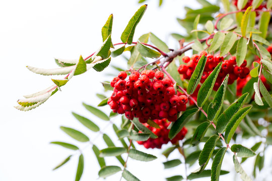 รูปภาพRowan-Berry – เลือกดูภาพถ่ายสต็อก เวกเตอร์ และวิดีโอ3,164 | Adobe ...