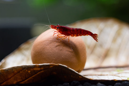 Pet Shrimp