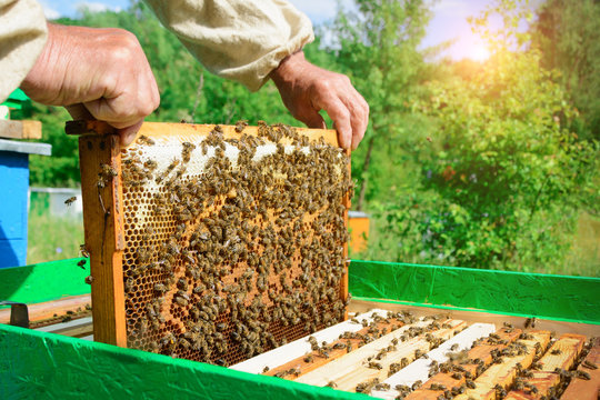 Apiculture Images – Parcourir 163,876 le catalogue de photos, vecteurs ...