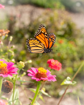 Monarch Images – Browse 610,074 Stock Photos, Vectors, and Video ...