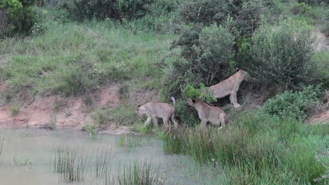 Ngala Images – Parcourir 132 le catalogue de photos, vecteurs et vidéos ...