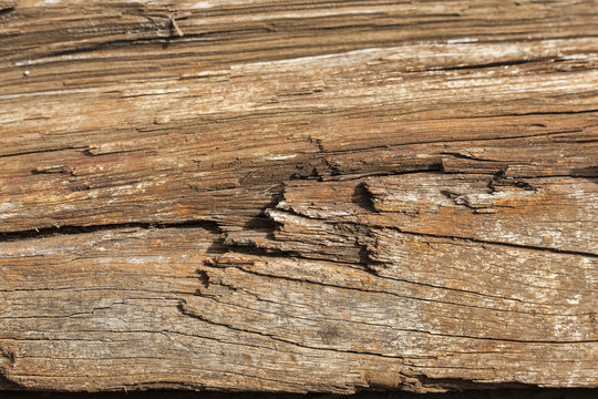 Hardwood Images – Browse 1,401,966 Stock Photos, Vectors, and Video ...