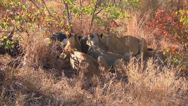 Ngala Images – Parcourir 132 le catalogue de photos, vecteurs et vidéos ...