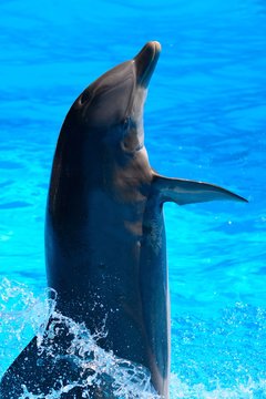 รูปภาพDoplhin – เลือกดูภาพถ่ายสต็อก เวกเตอร์ และวิดีโอ95 | Adobe Stock