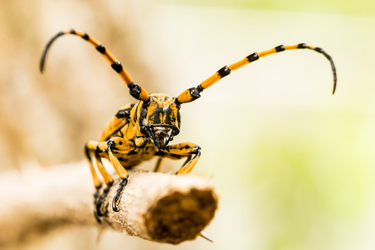 Imagens de Apriona – Explore Fotografias do Stock, Vetores e Vídeos de ...