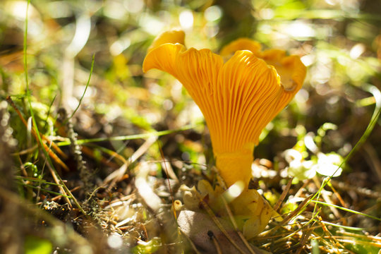 Orellanus Images – Browse 69 Stock Photos, Vectors, and Video | Adobe Stock