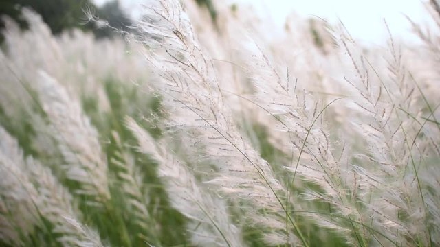 Kash Images – Browse 1,071 Stock Photos, Vectors, and Video | Adobe Stock