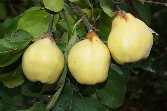 Apfelquitte Images – Browse 166 Stock Photos, Vectors, and Video ...