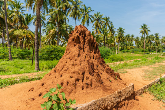 รูปภาพMacrotermes – เลือกดูภาพถ่ายสต็อก เวกเตอร์ และวิดีโอ225 | Adobe Stock