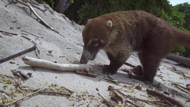 Cusumbo Imagens – Procure 12 fotos, vetores e vídeos | Adobe Stock