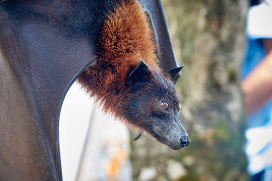 Megabat Images – Browse 7,790 Stock Photos, Vectors, and Video | Adobe ...