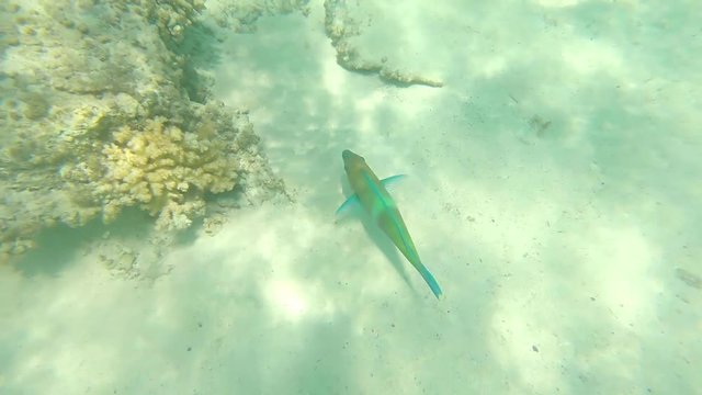 รูปภาพPollyfish – เลือกดูภาพถ่ายสต็อก เวกเตอร์ และวิดีโอ6,968 | Adobe Stock