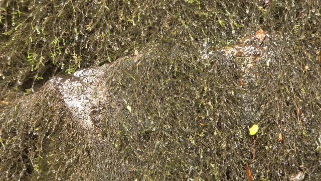 Imagens de Andreaeopsida – Explore Fotografias do Stock, Vetores e ...