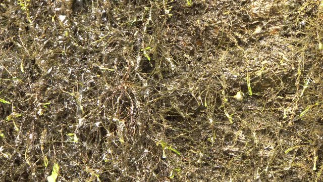 Imagens de Andreaeopsida – Explore Fotografias do Stock, Vetores e ...